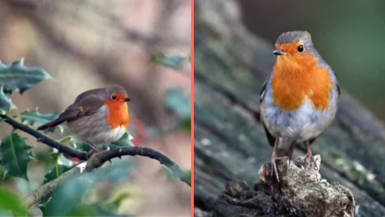 Irish households urged to take action if they see robins in their ...
